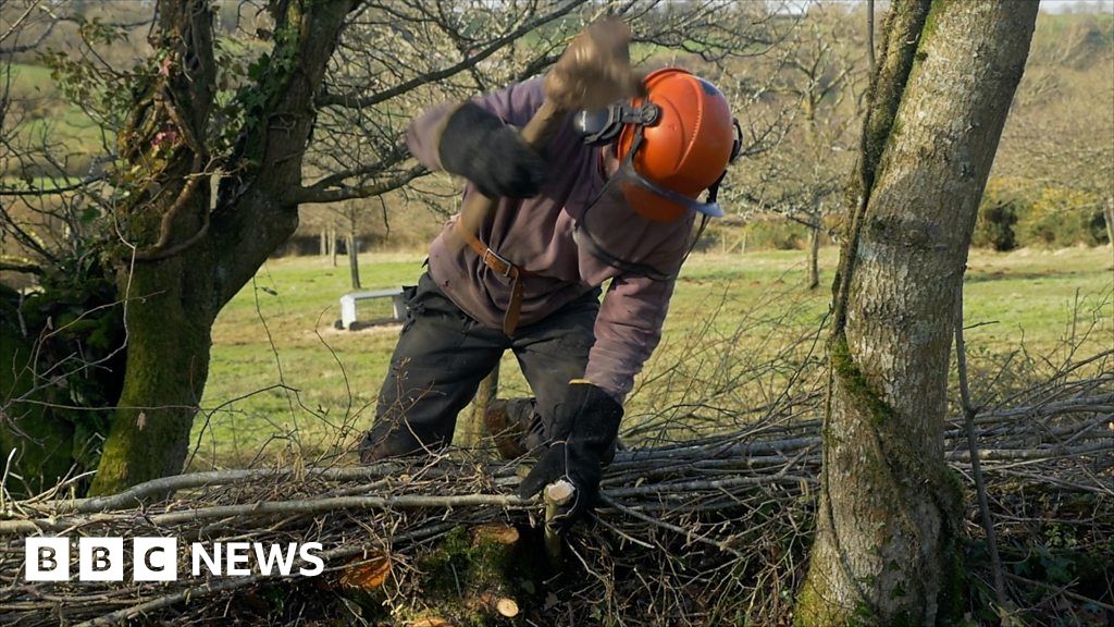 Devon hedge laying champion's ancient craft - BBC News