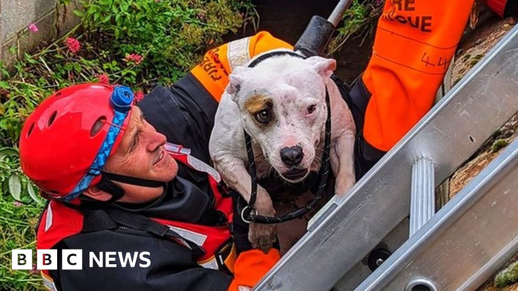 Loughborough: Shivering dog rescued from water tunnel - BBC News