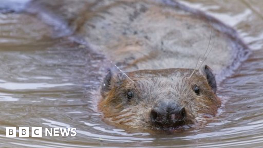 Beavers released in Hampshire for first time in 400 years - BBC News