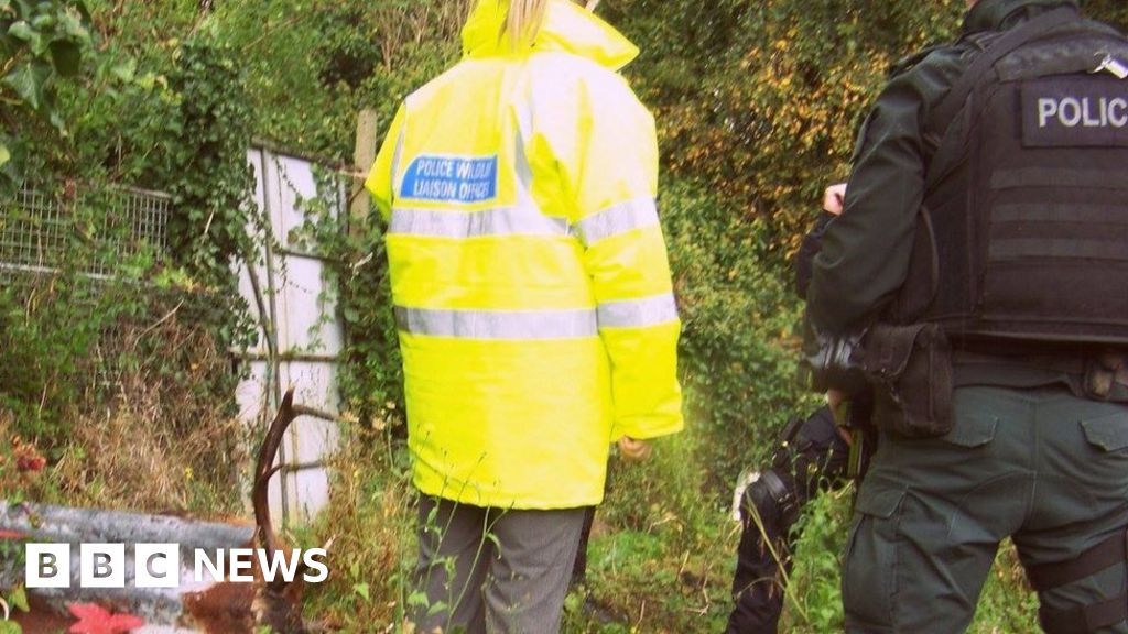 Newry: Stag on loose in city shot dead by police - BBC News