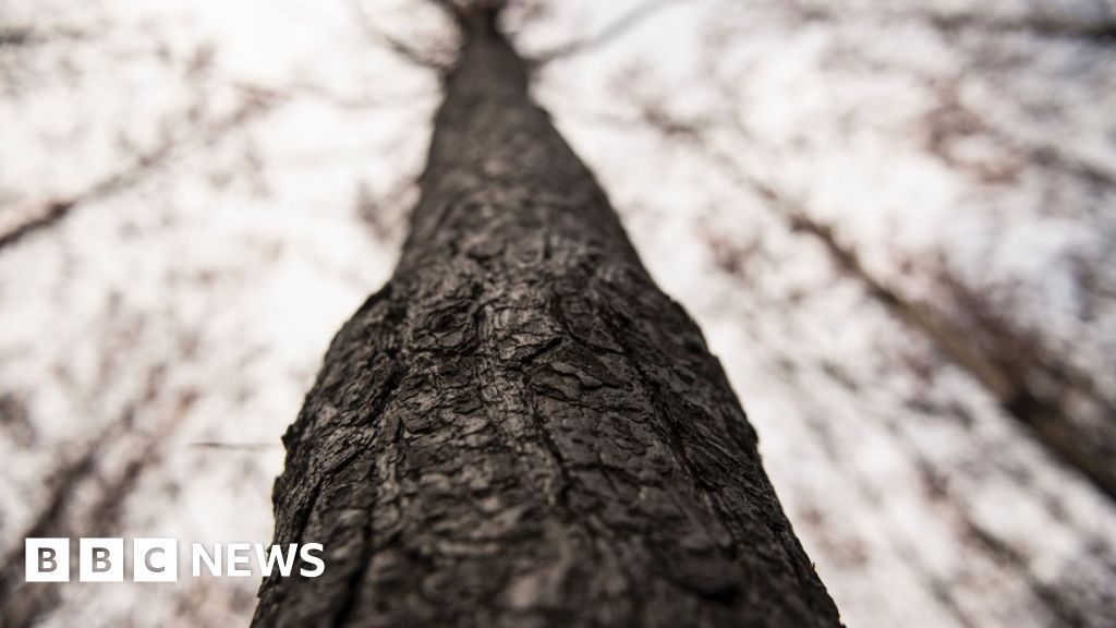 'Donald Trump forest' climate change project gains momentum