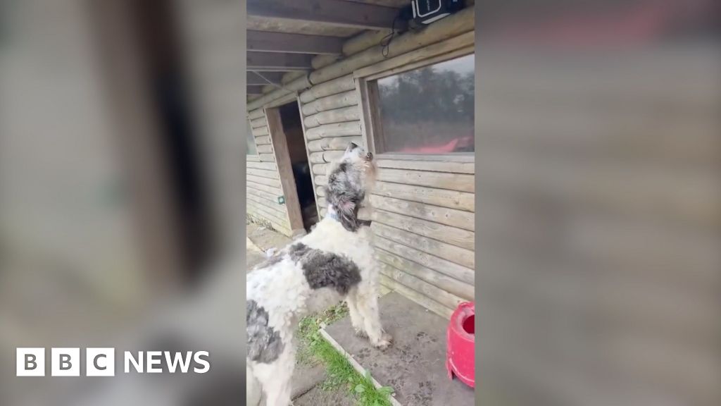 Ed Sheeran-loving dog is 'barking out loud' to his songs - BBC News