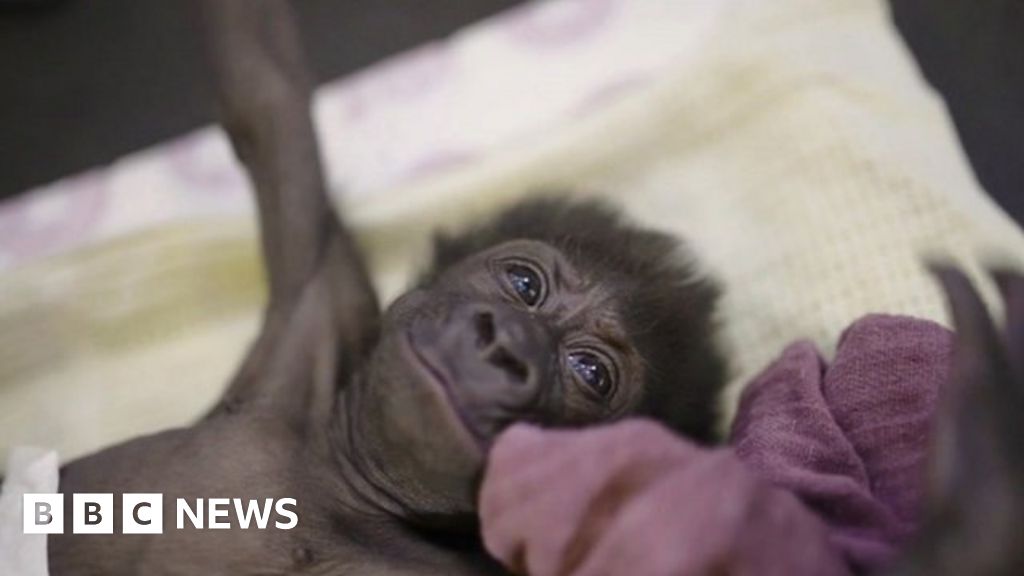 Gorilla born in rare C-section 'teething and giggling' - BBC News