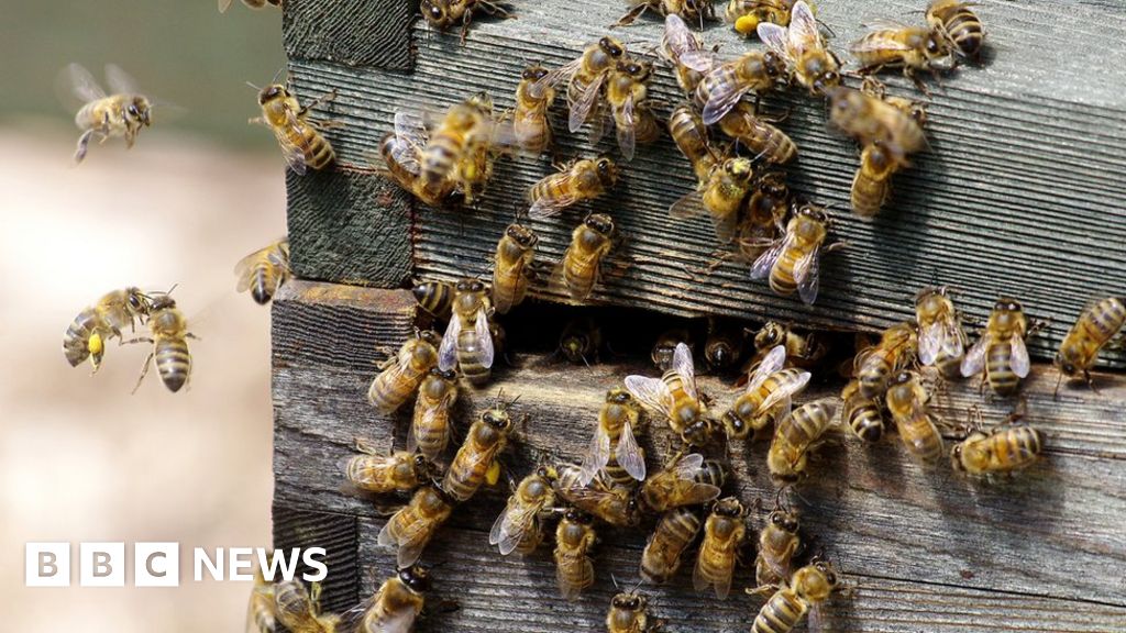 Thousands of bees die after hive lids in Shrewsbury removed - BBC News