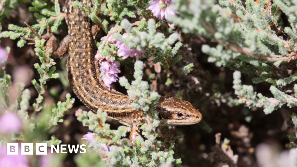 Dropping Well Farm: Heathland in Worcestershire to return - BBC News