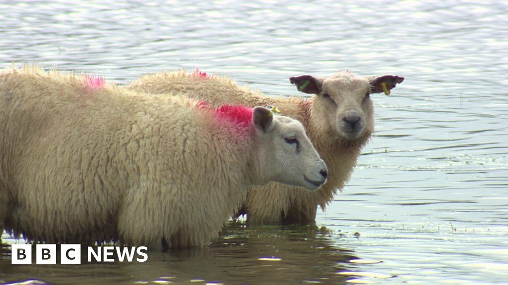 County Down: Dozens of sheep rescued from flooded field