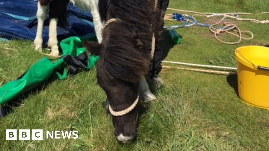 Stranded pony winched up 80ft cliff in Gwbert rescue - BBC News