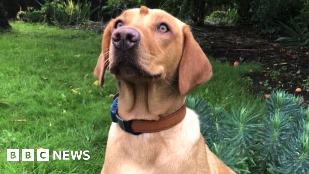 Trowbridge drone pilot helps in search for missing dog - BBC News