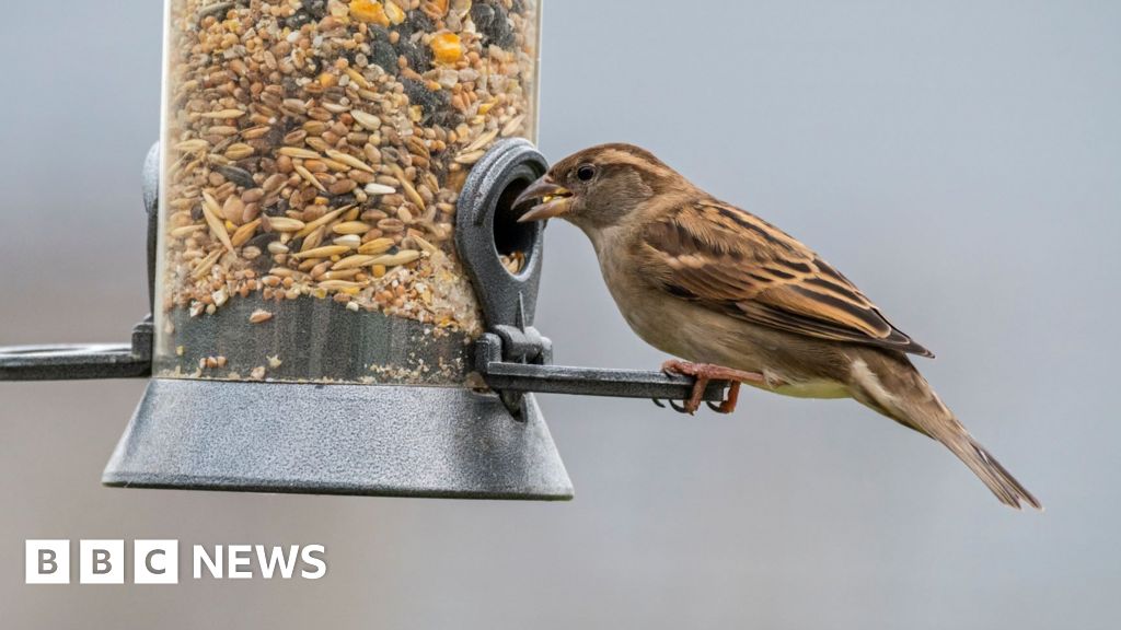 RSPB NI: Sparrows flying into first in Big Garden Birdwatch 2024 - BBC News