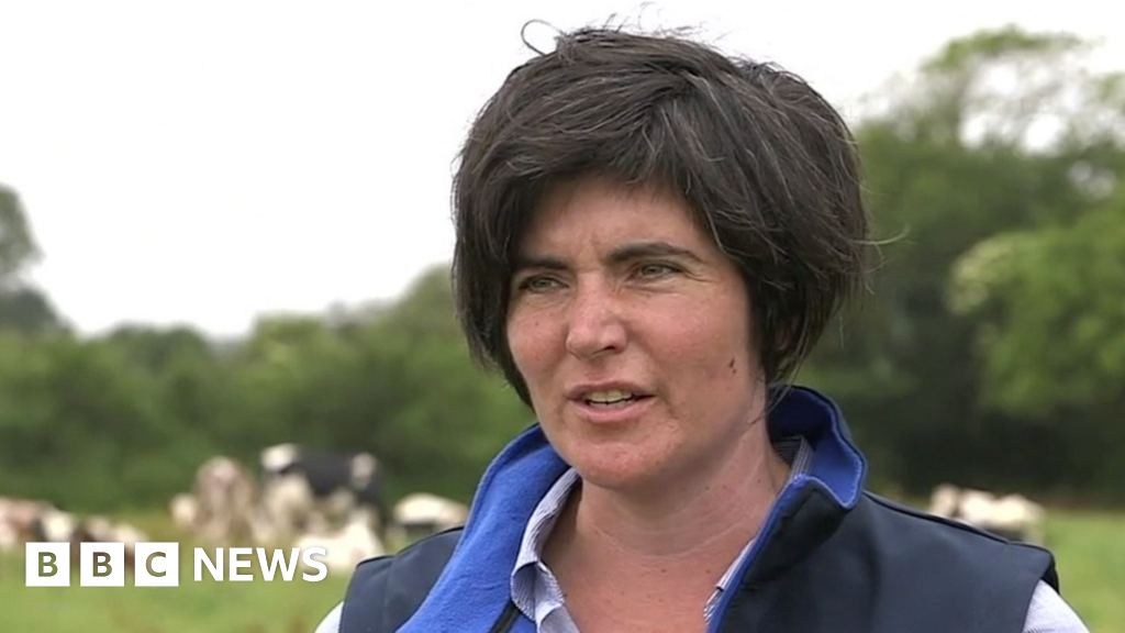 Bovine TB: Call for more action as cattle slaughtered - BBC News