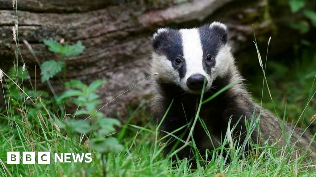Road reopens months after badger sett halts repair work - BBC News