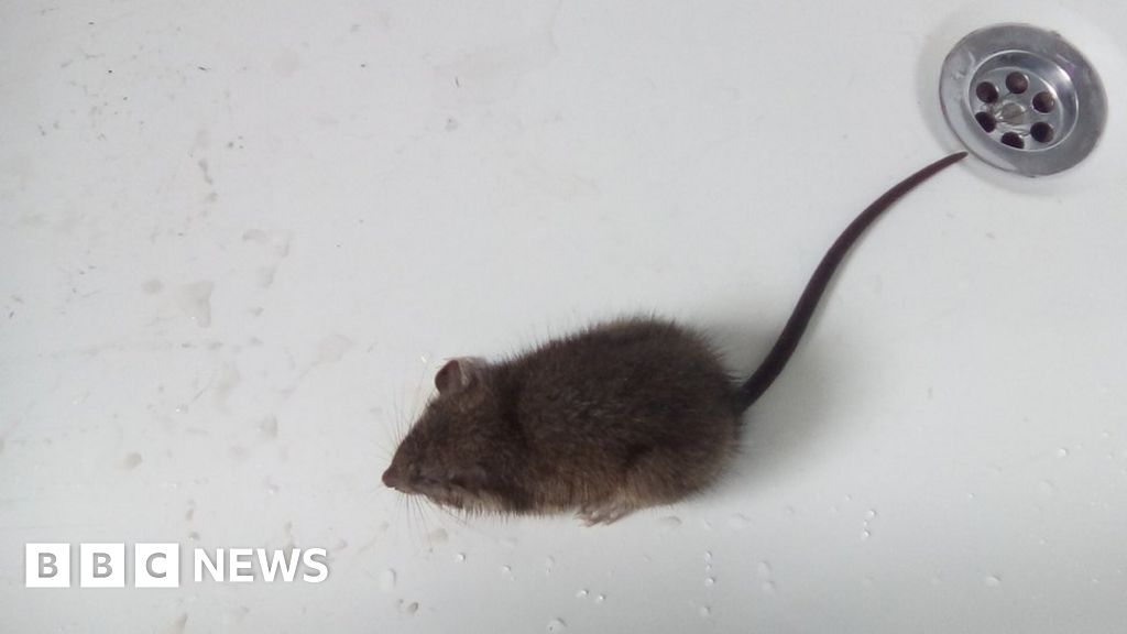 Mum and children forced from York council home by rats - BBC News