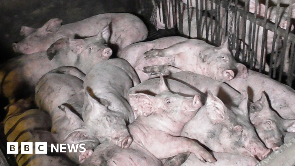 Red Tractor remove Eaton Bray pig farm's certification over 'cruelty ...