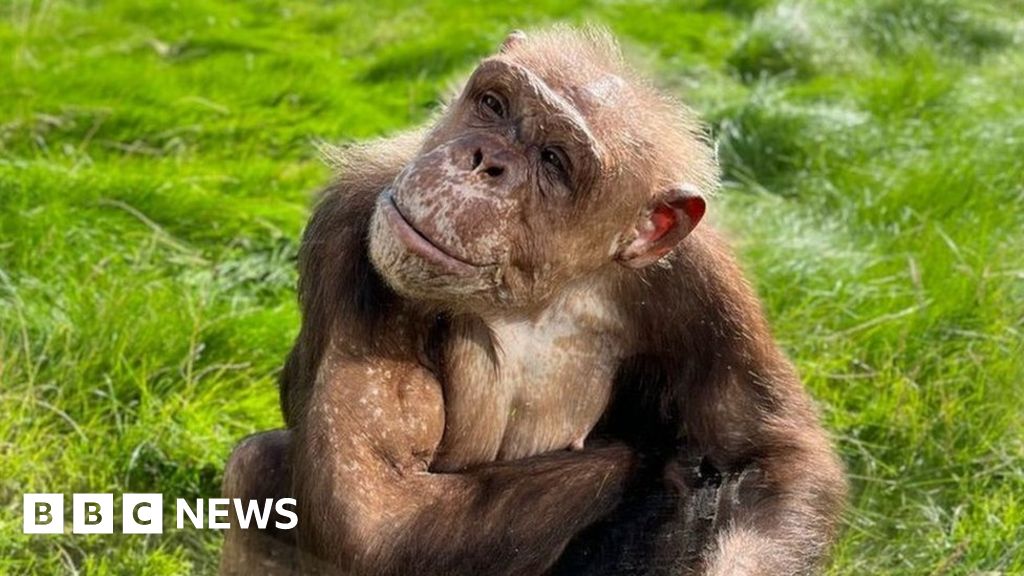 Twycross Zoo speaks of 'great sadness' at death of chimp - BBC News