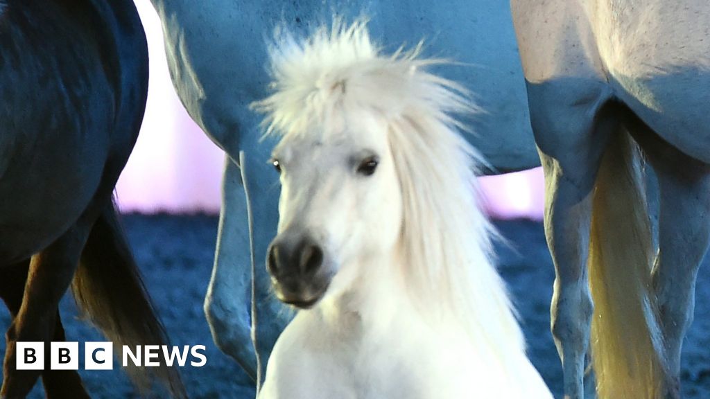 Quiz of the week's news - BBC News
