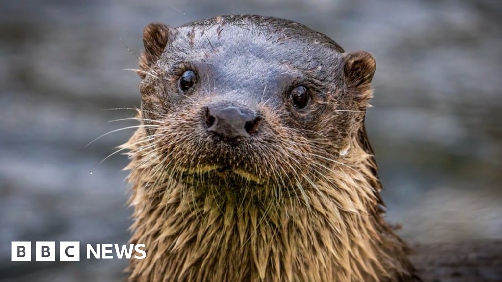 Cumbria: Otters not yet out of murky waters, experts warn - BBC News