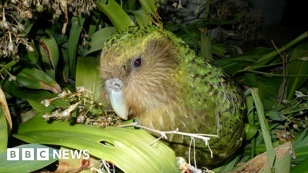 Endangered New Zealand parrots to have genomes sequenced - BBC News
