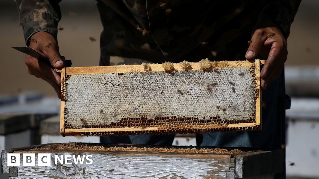 US beekeeper arrested over spate of California beehive thefts - BBC News