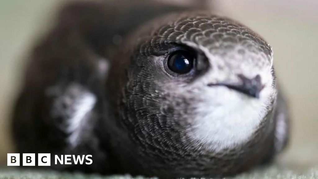 All new Bury buildings to feature bricks for nesting birds - BBC News