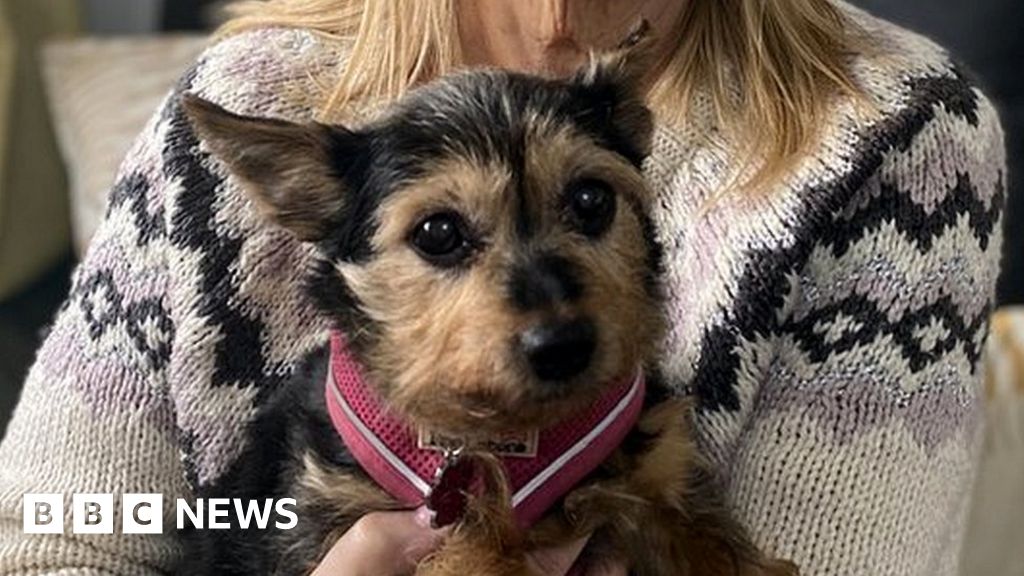 Missing pet scam: Police commissioner's warning - BBC News