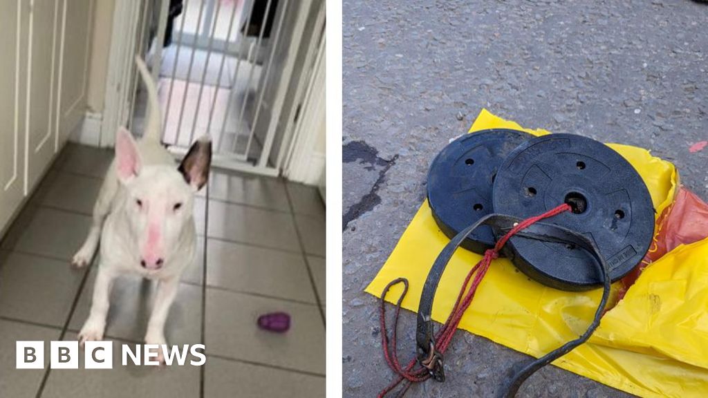 Dog found dead in canal in Greenford with weights around neck