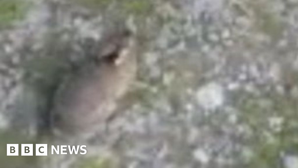 Lincolnshire man filmed himself kicking rabbit across field - BBC News