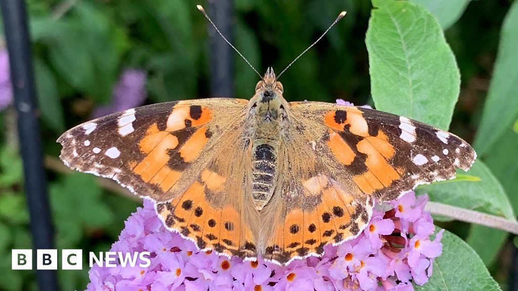 Painted lady butterflies emerge in once-a-decade phenomenon - BBC News