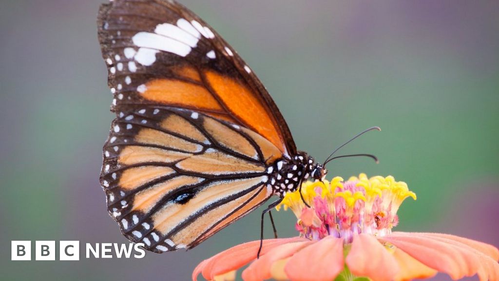 Scientists study how light affects butterfly behaviour - BBC News