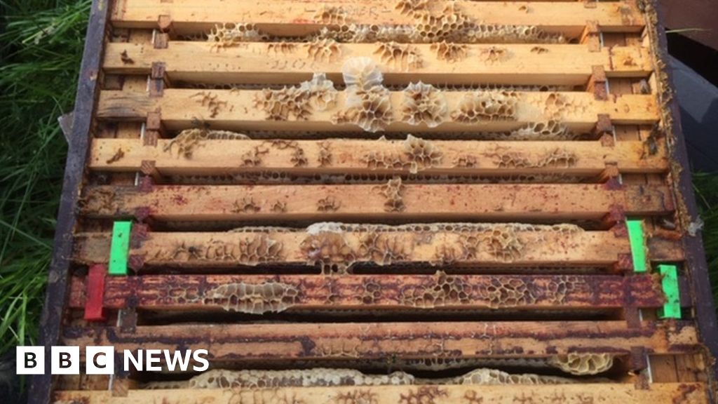 Welsh bees threatened by deadly disease American Foulbrood - BBC News
