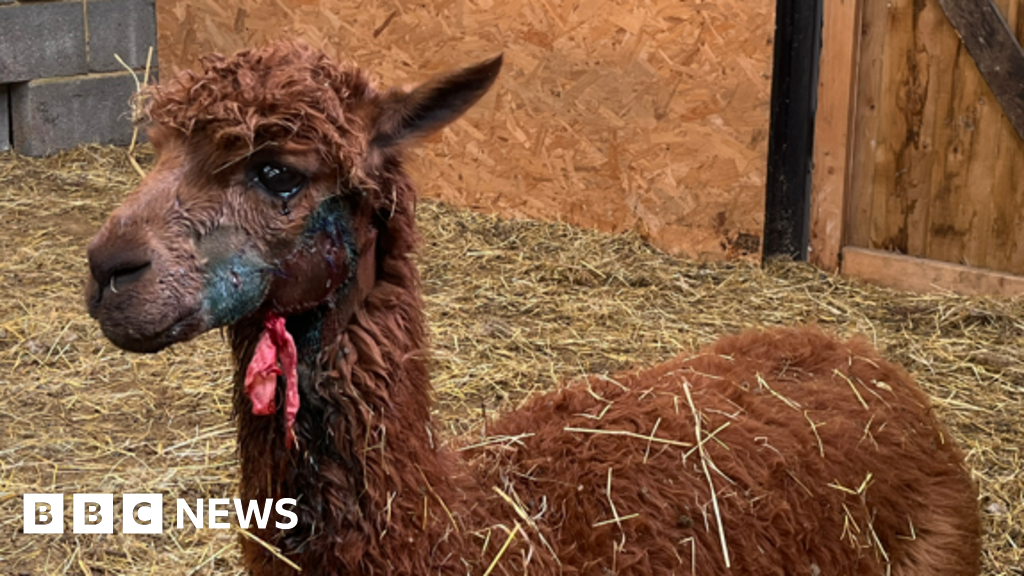 Owner of shot alpacas in Cambridgeshire seeks help to treat survivor