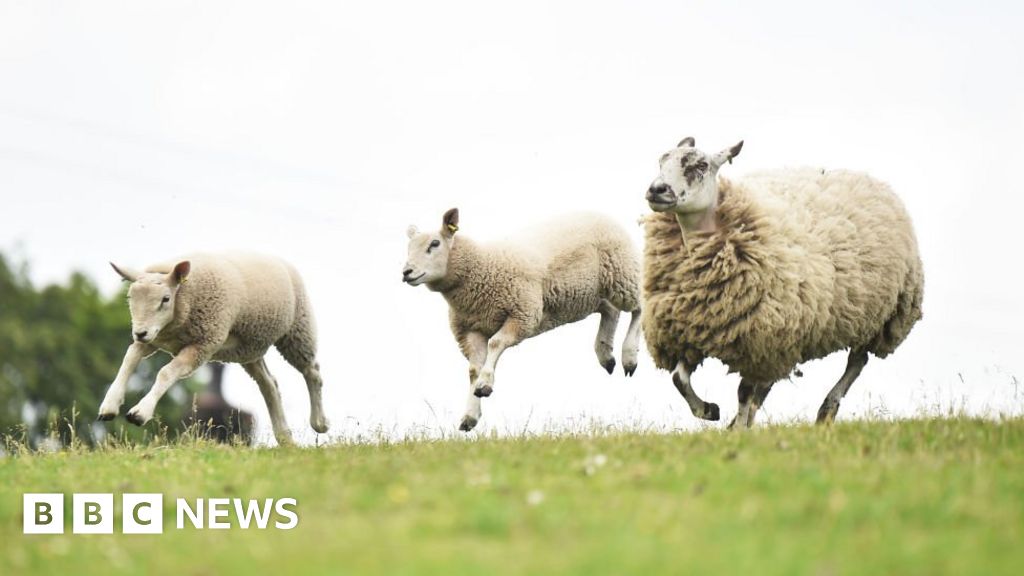 Marcus Rashford-inspired 'donate-a-sheep' appeal launches - BBC News