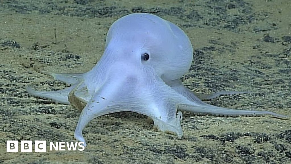 Ghost-like 'Casper' octopod discovered - BBC News