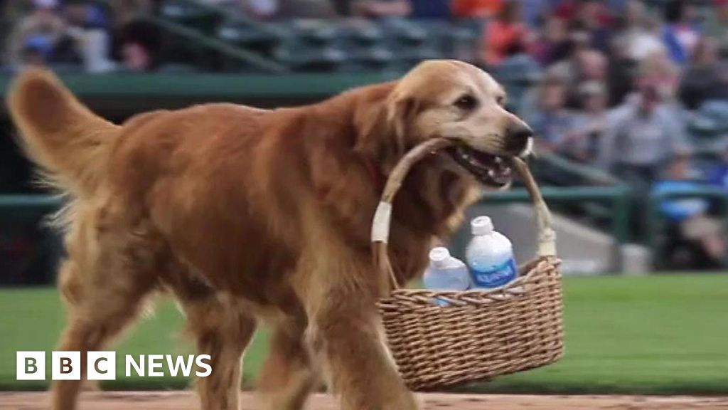 Meet baseball's cutest star, Jake the Diamond Dog - BBC News