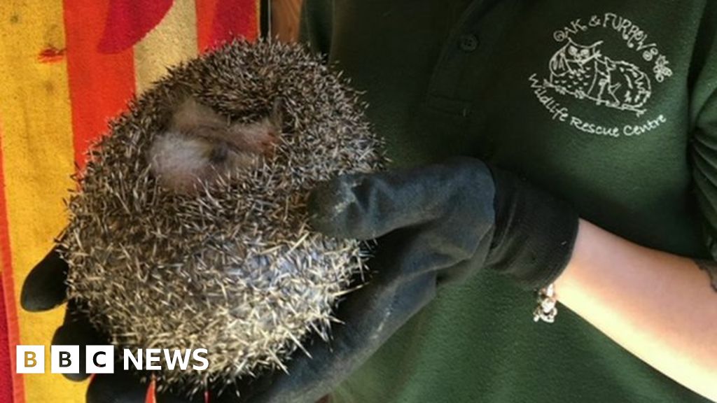 Overweight hedgehog 'Mr Piggywinkle' put on strict diet - BBC News