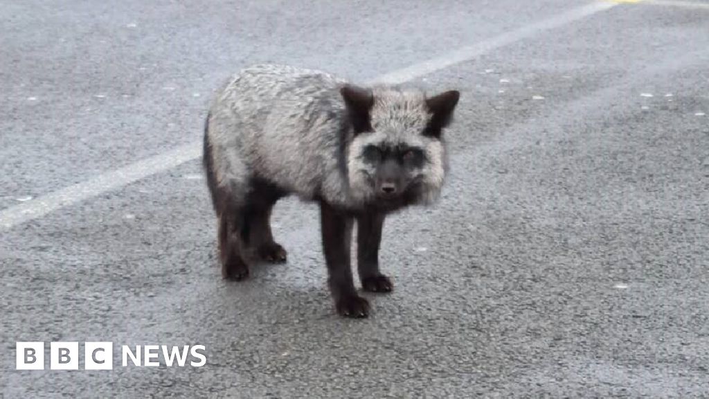 Black fox loses leg after being caught in snare in Barry - BBC News