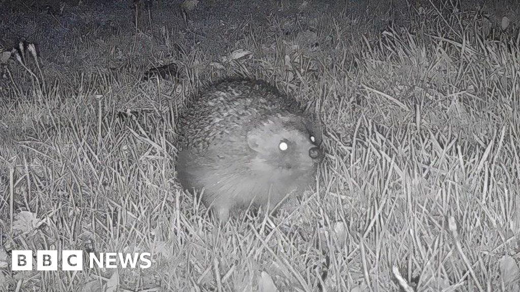 Durham University joins Britain's most robust hedgehog survey - BBC News