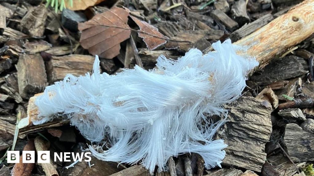 Wallington rangers spot rare hair ice in woodland for second year - BBC ...