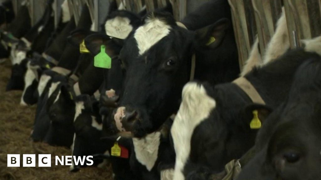 Cow foot trimmer 'threatened' by vegan activists