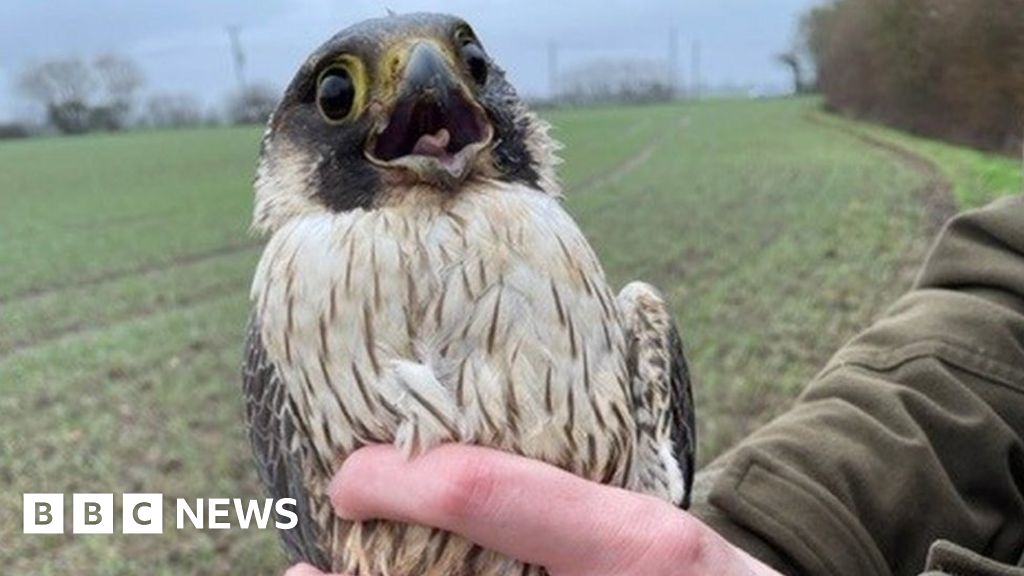 Suffolk Police looks for suspect who trapped and shot peregrine falcon ...