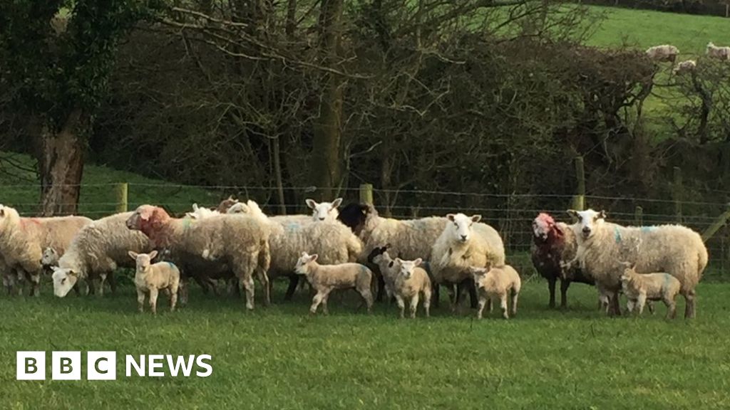 Anglesey sheep attack sparks call for law change - BBC News
