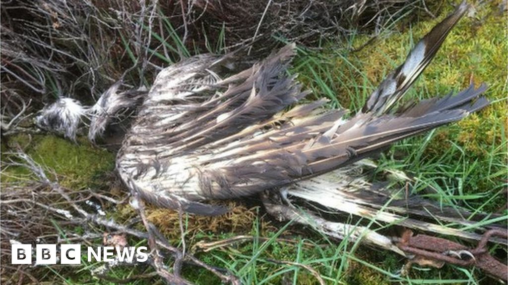 Charity 'devastated' after hen harrier illegally killed in Perthshire