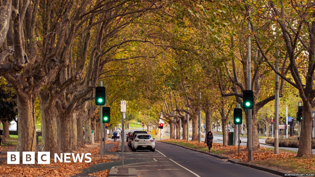 Cities struggling to boost urban tree cover - BBC News