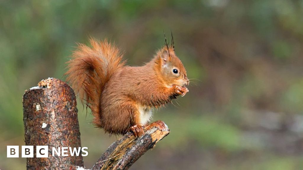 Road dangers hampering Anglesey red squirrel resurgence - BBC News