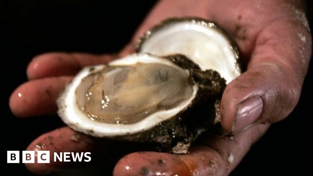 Cornwall shellfish farms re-open after E.coli fear - BBC News