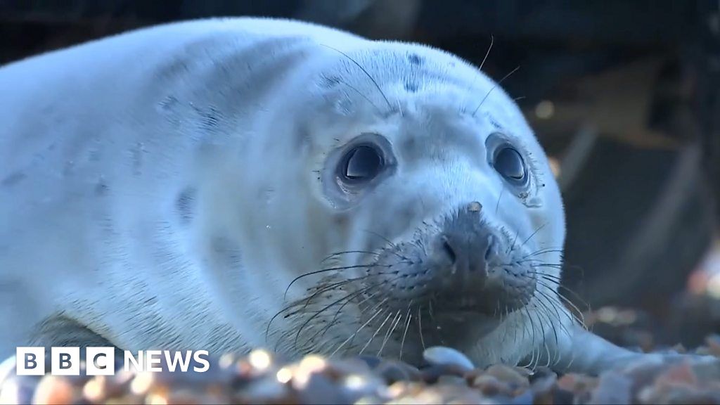 Easter Weekend: How to keep socially anxious seals safe
