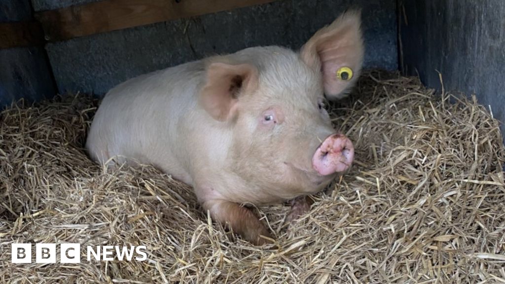 Pig saves its own bacon in Devon trailer escape