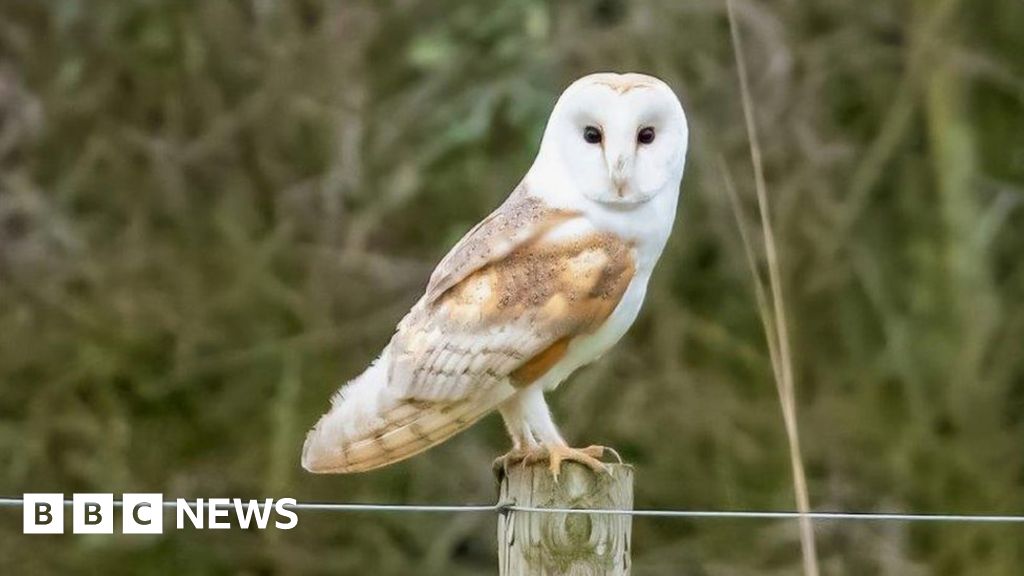 Courteenhall estate welcomes arrival of barn owls - BBC News