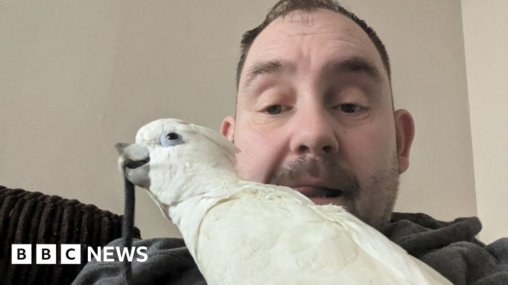 Man Complains After Therapy Parrot Turned Away From Mcdonalds