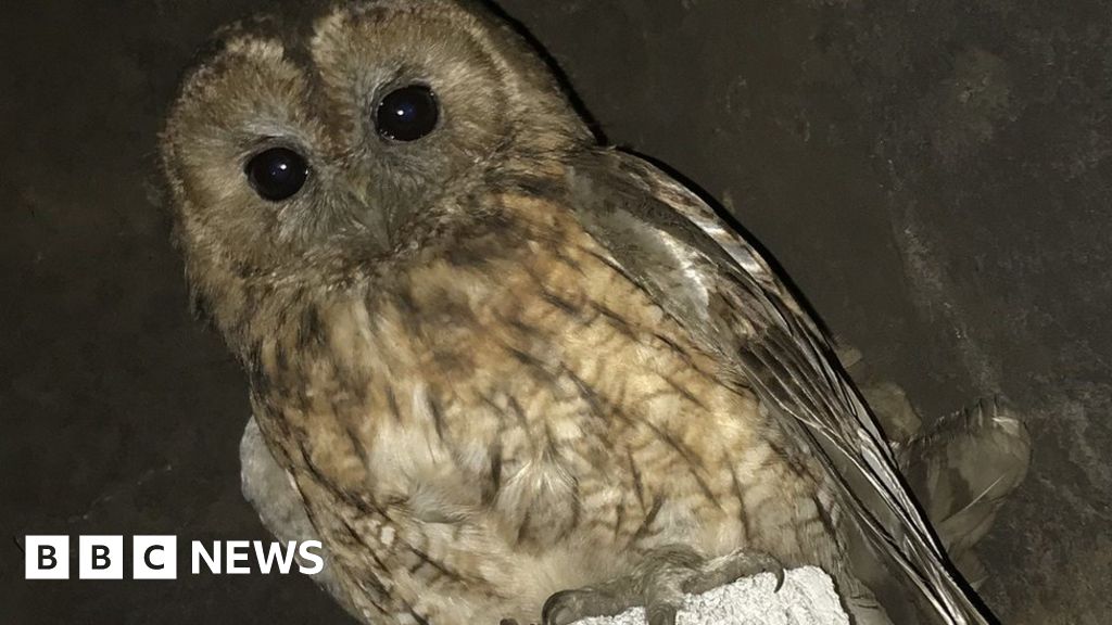 Bath: Owl rescued after being trapped for days in wood burner - BBC News