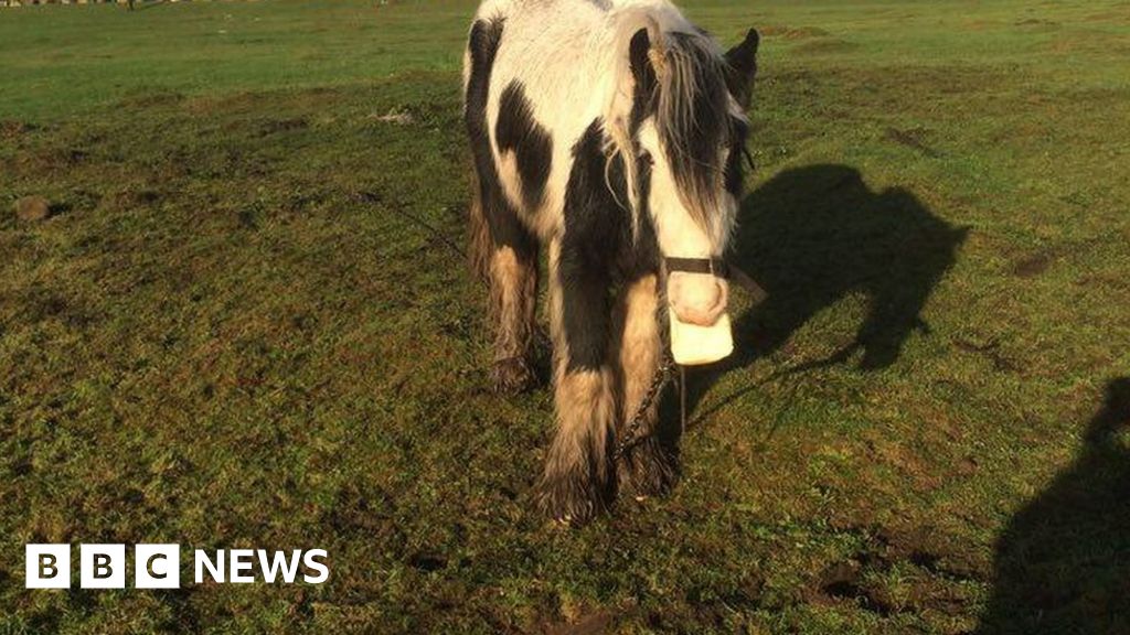 Horse cruelty: 'More powers needed' to tackle issue